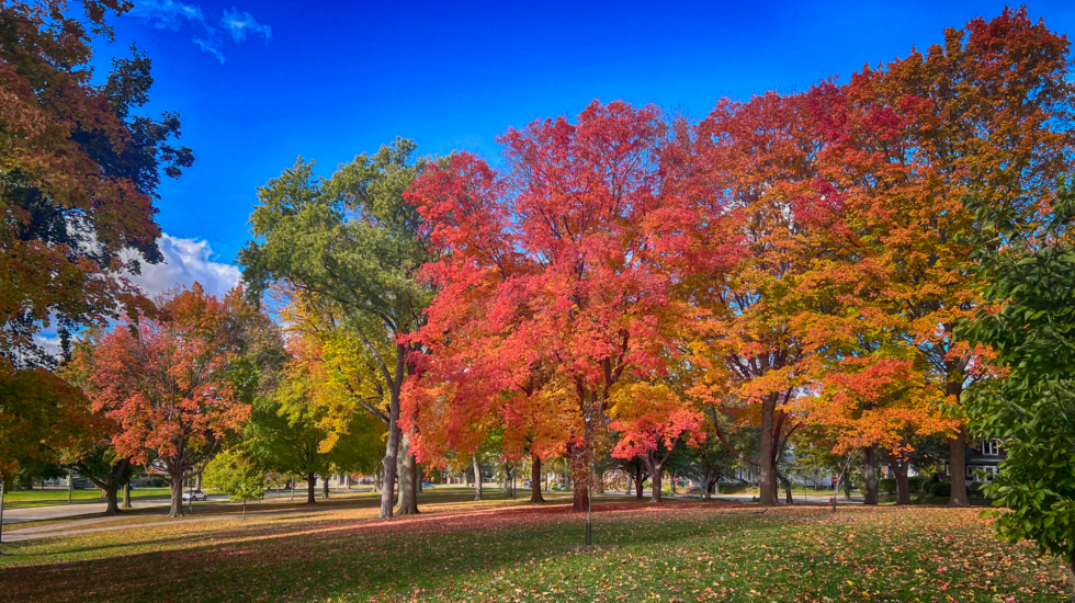 Celebrate Our Trees and the Green Spaces We Love | Humboldt Park Friends